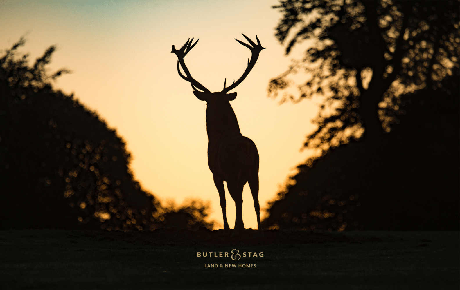 Butler & Stag | Novella